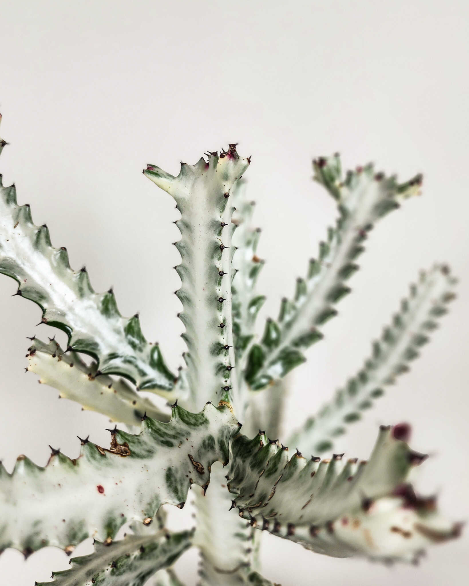 White Ghost Cactus | PlantVine
