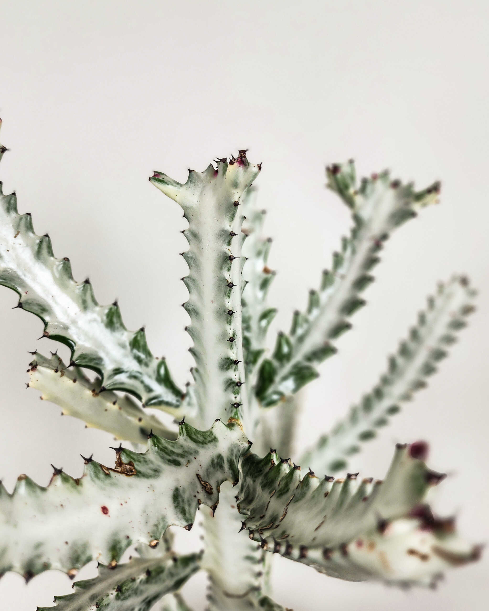 White Ghost Cactus | PlantVine