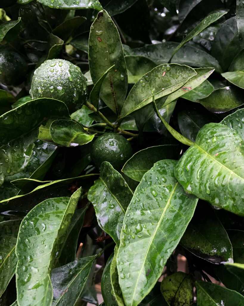 Calamondin Citrus Tree | PlantVine
