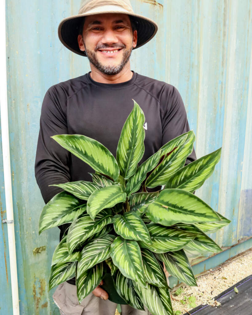 Calathea ‘Beauty Star’ | PlantVine