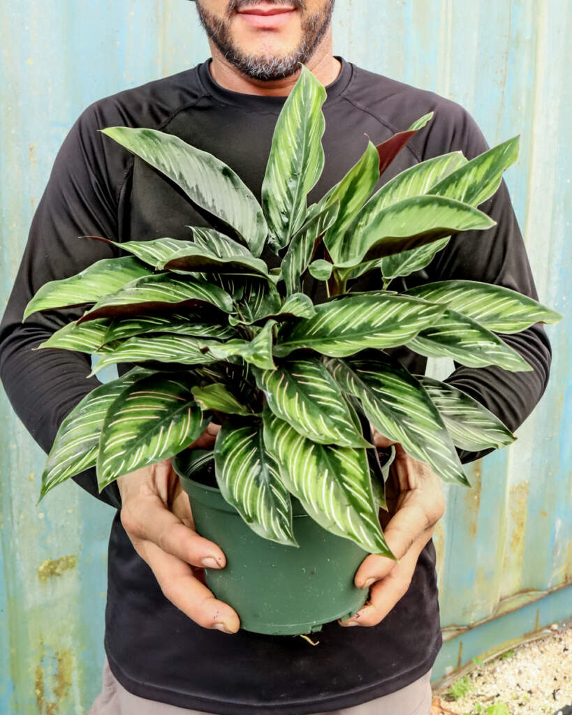 Calathea burle-marxii | PlantVine