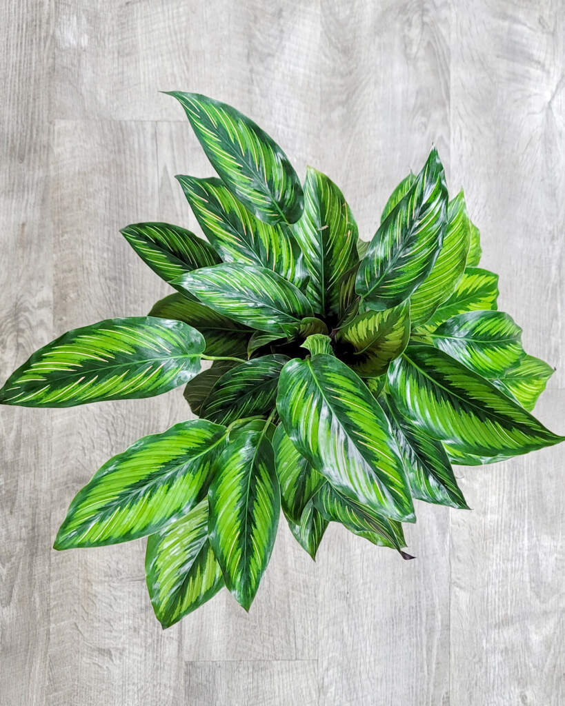 Calathea Varieties | PlantVine