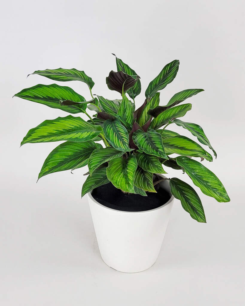 Calathea ‘Beauty Star’ | PlantVine