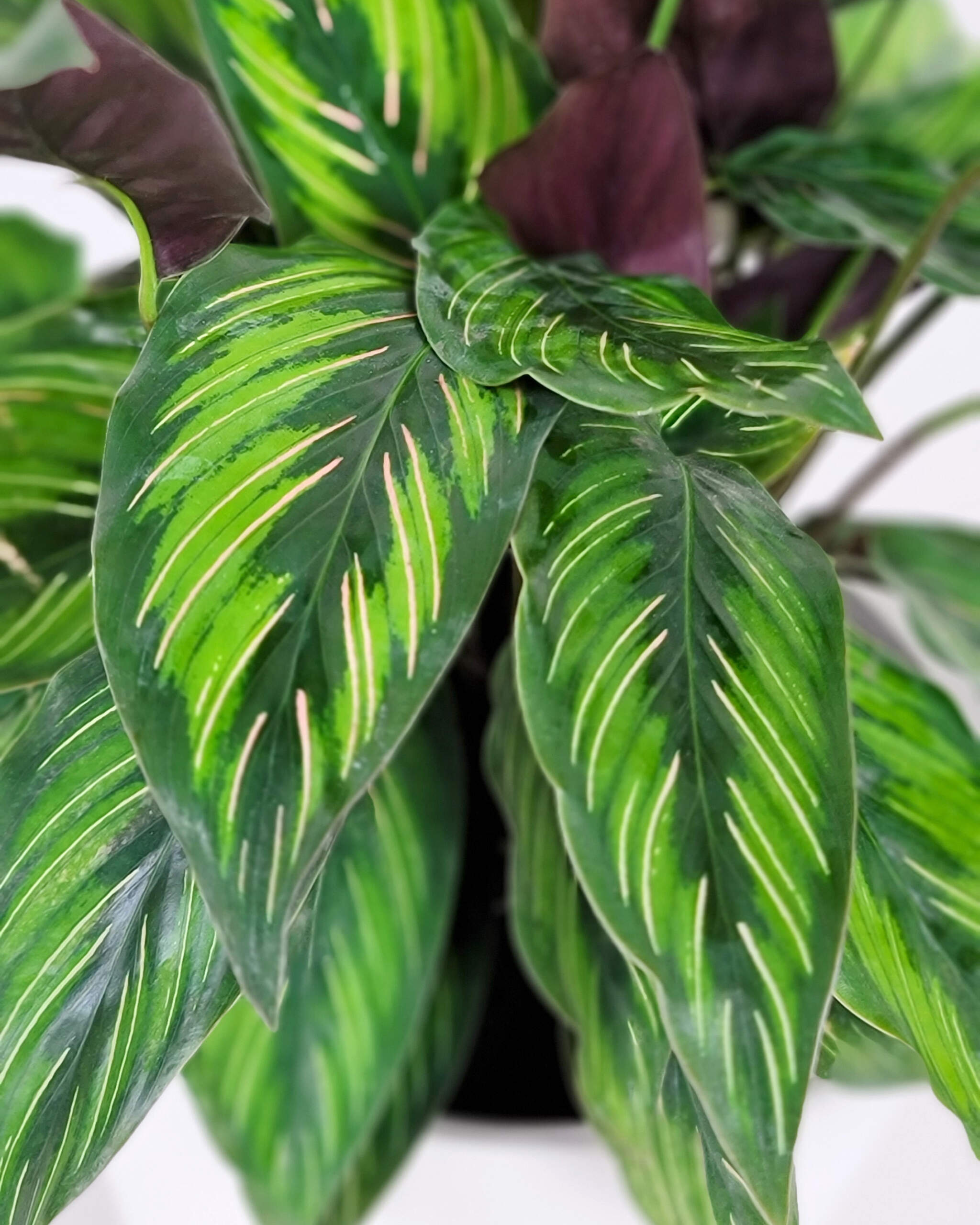 Calathea ‘Beauty Star’ | PlantVine