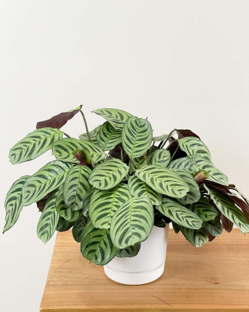 Calathea Burle Marx | PlantVine