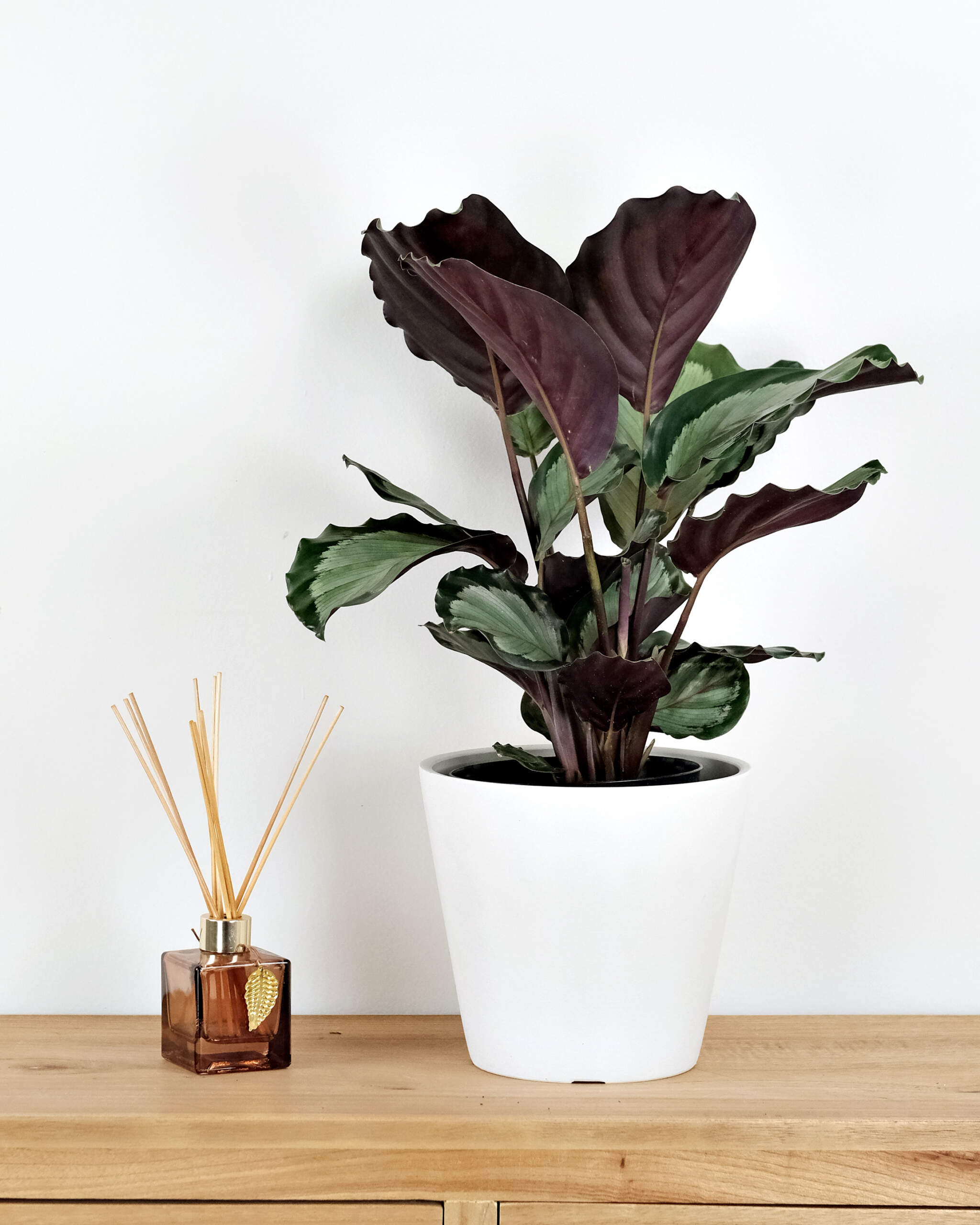 Calathea roseopicta ‘Corona’ | PlantVine