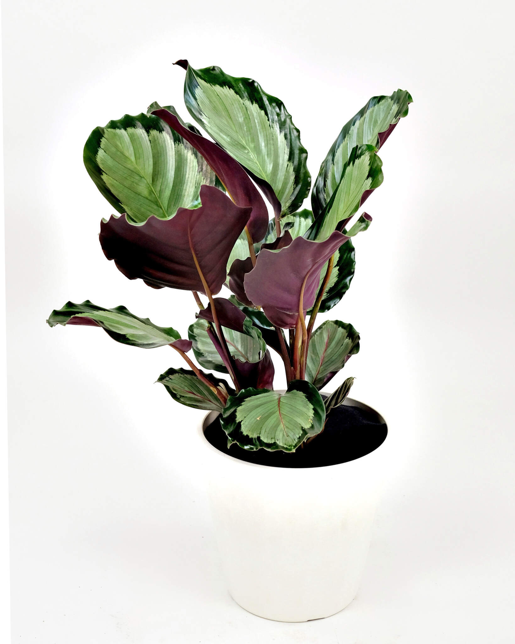 Calathea roseopicta ‘Corona’ | PlantVine
