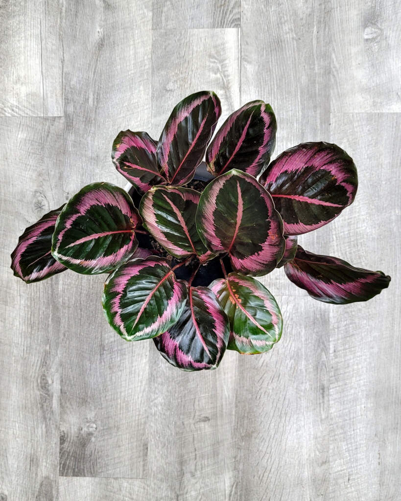 Calathea Varieties | PlantVine