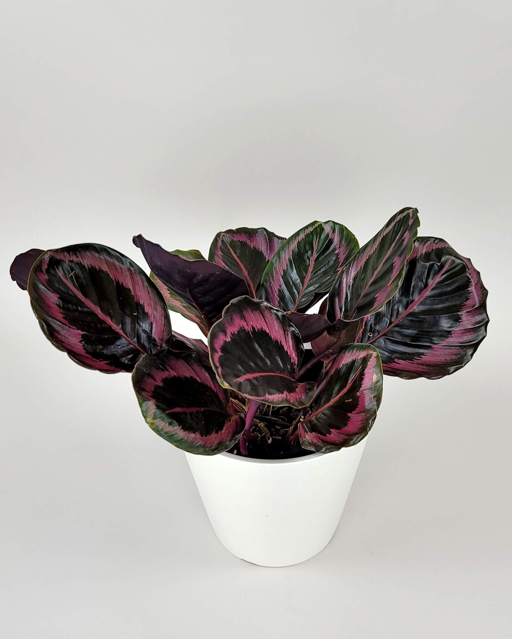 Calathea ‘Dottie’ | PlantVine