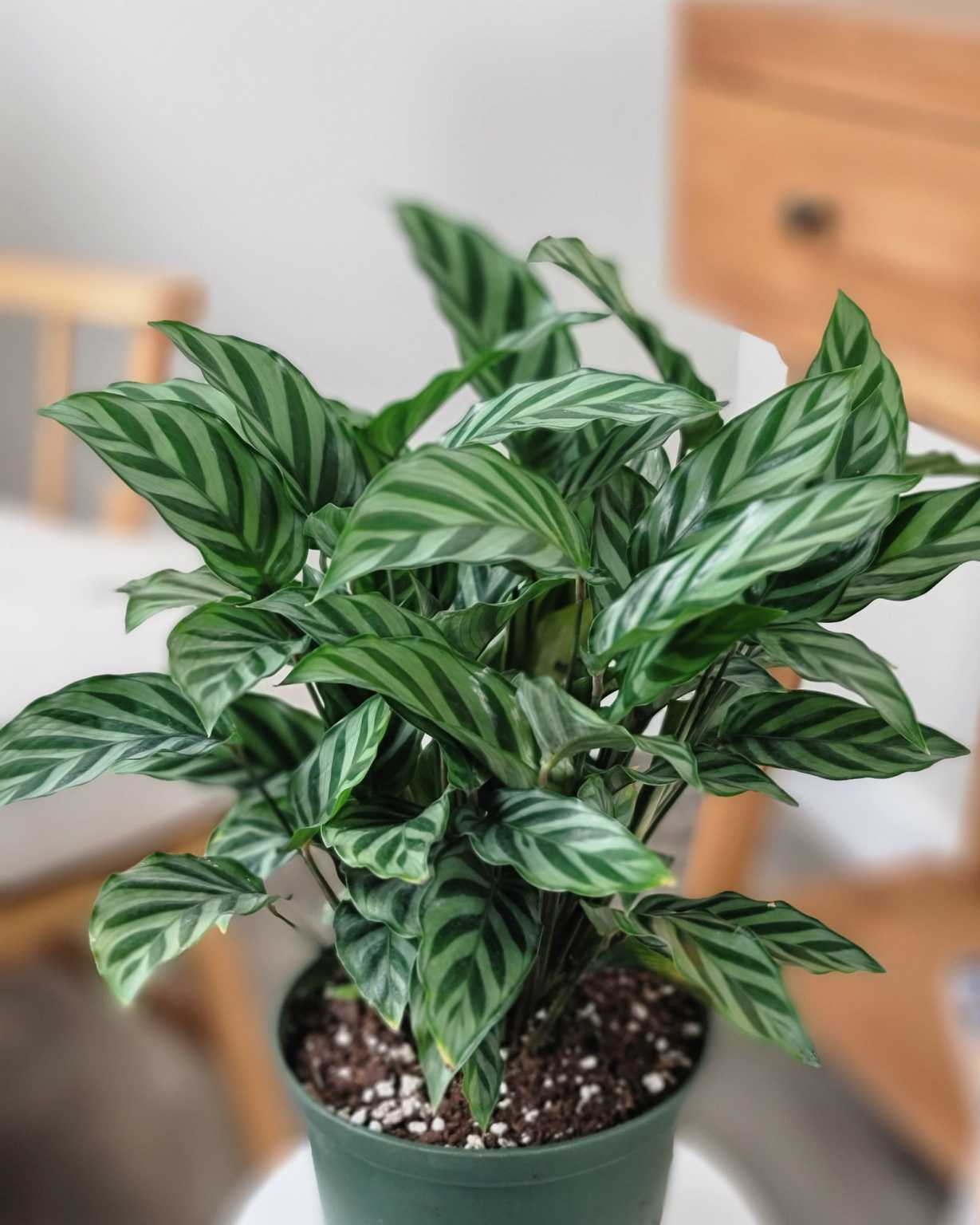 Calathea concinna ‘Freddie’ | PlantVine