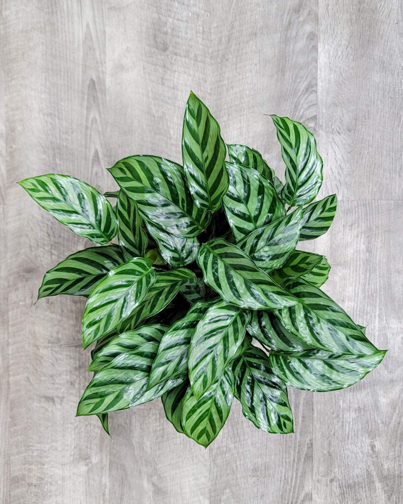 Calathea Varieties | PlantVine