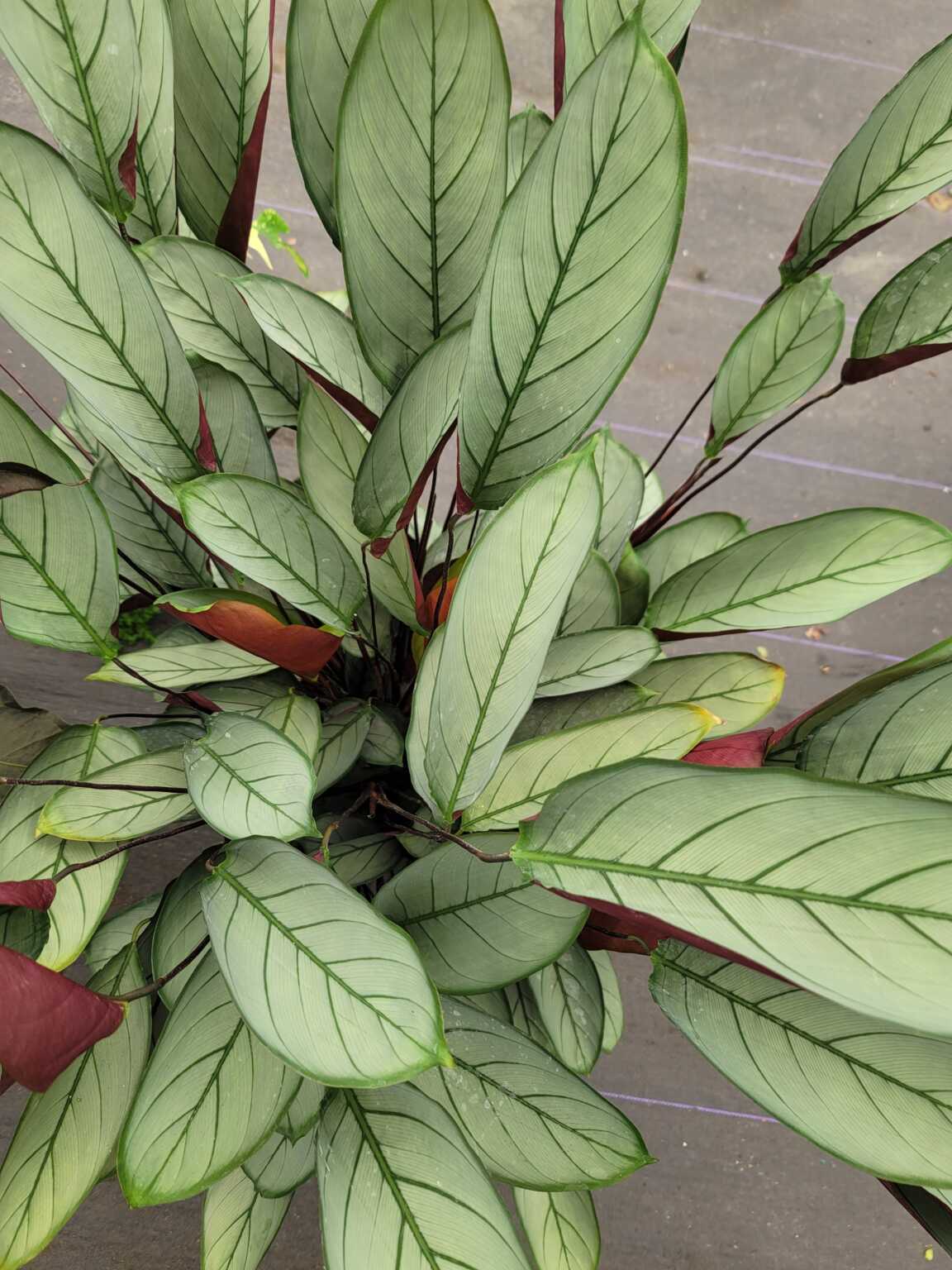 Calathea setosa ‘Grey Star’ | PlantVine