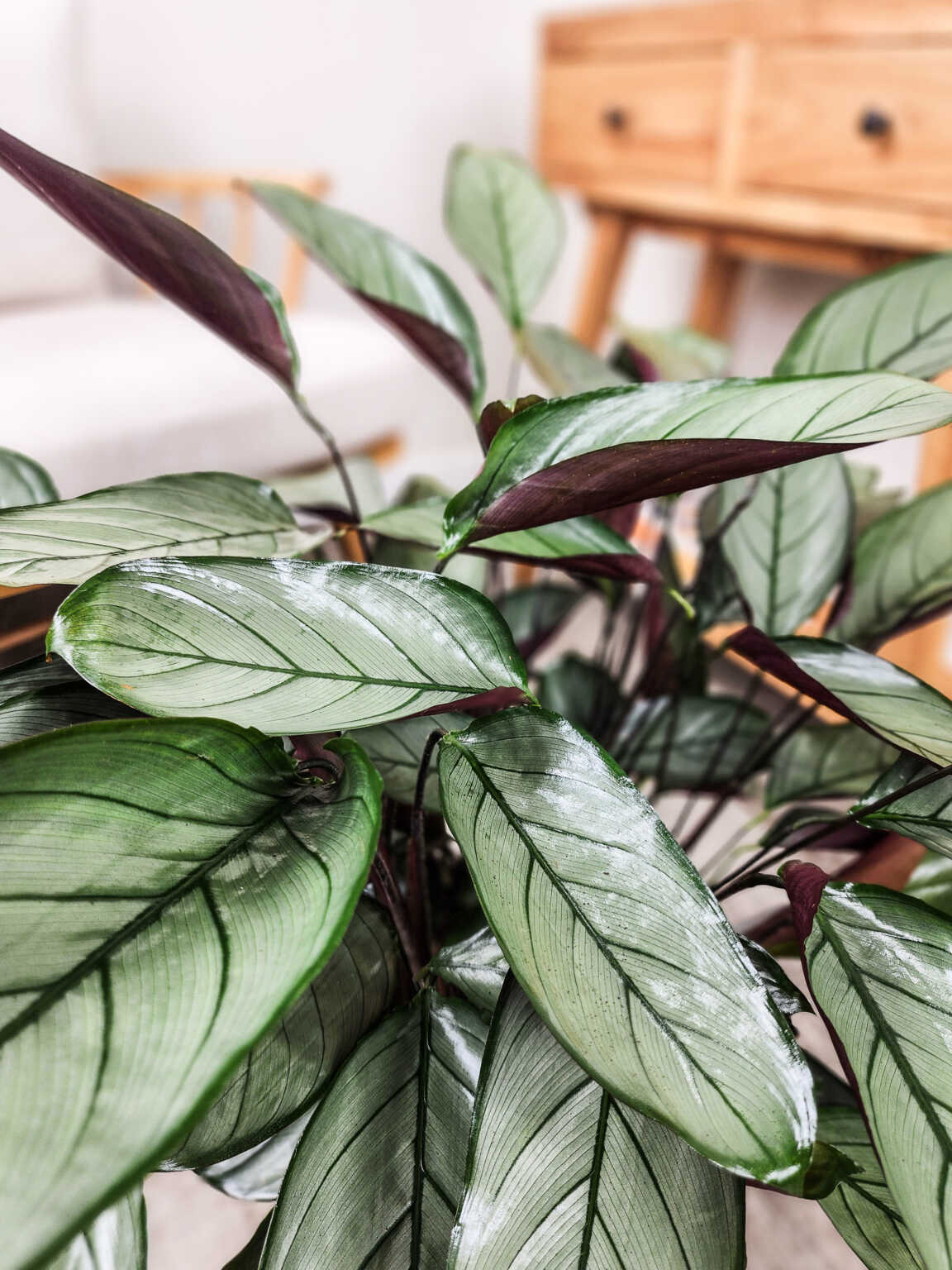 Calathea setosa ‘Grey Star’ | PlantVine