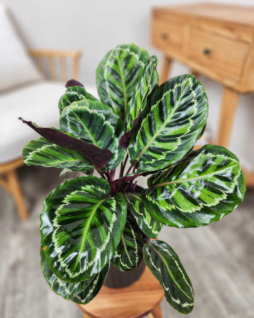 Calathea ‘Illustris’ | PlantVine
