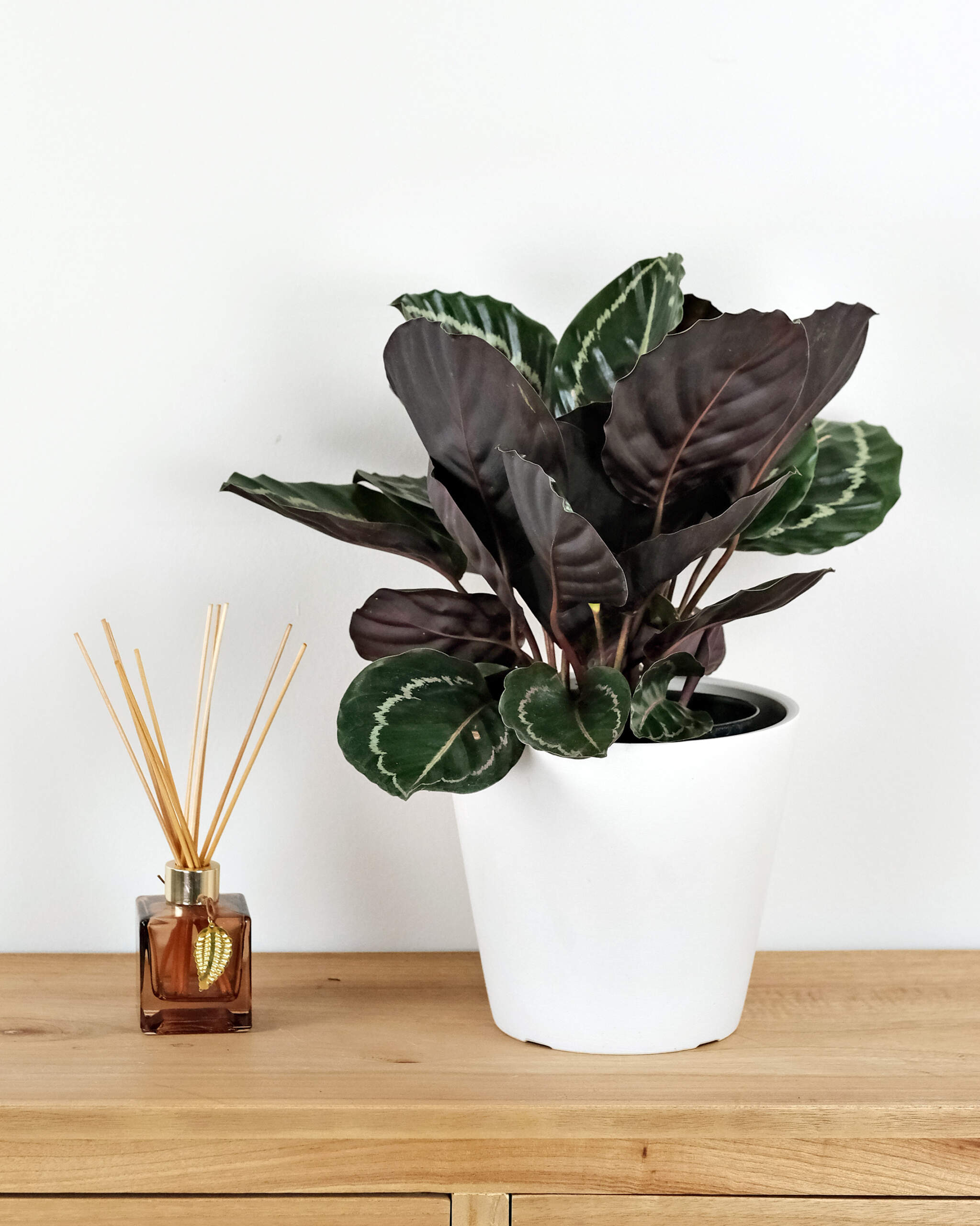 Calathea ‘Jungle Rose’ | PlantVine