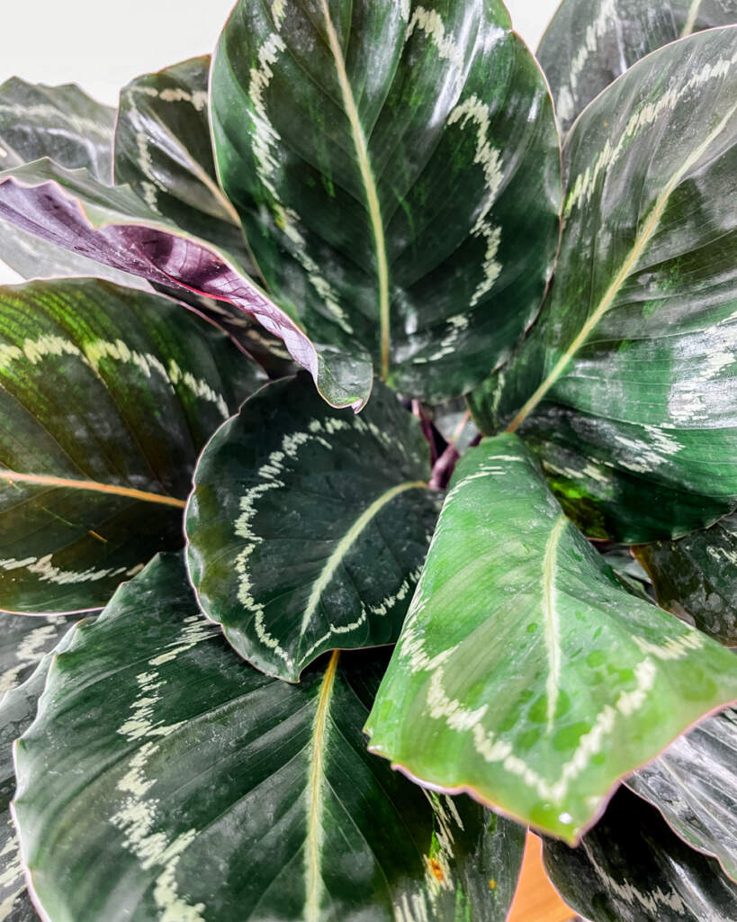 Calathea ‘Jungle Rose’ | PlantVine