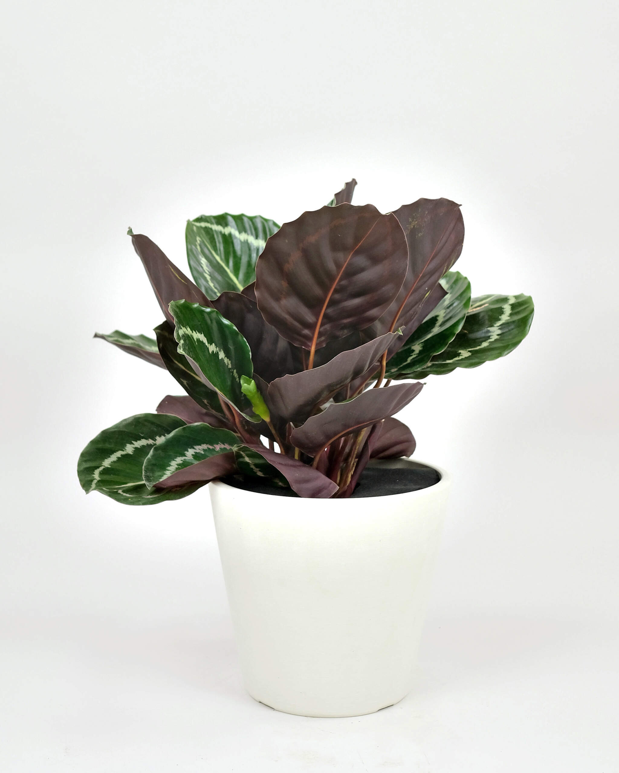 Calathea ‘Jungle Rose’ | PlantVine