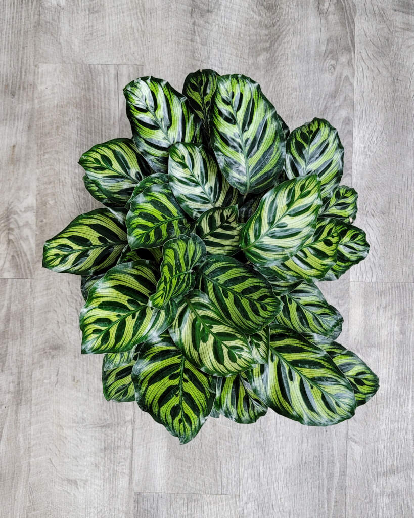 Calathea Varieties | PlantVine