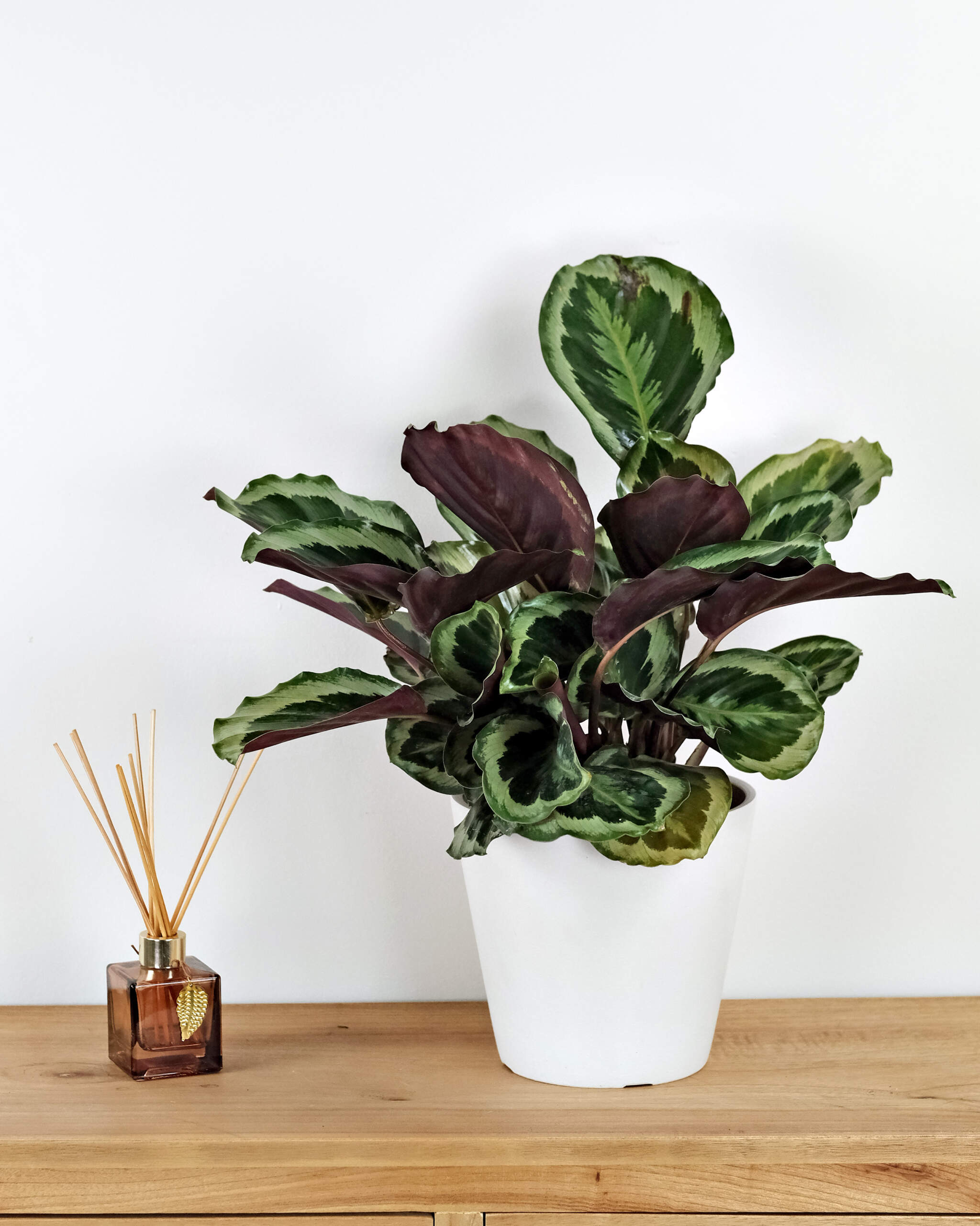 Calathea ‘Marion’ | PlantVine