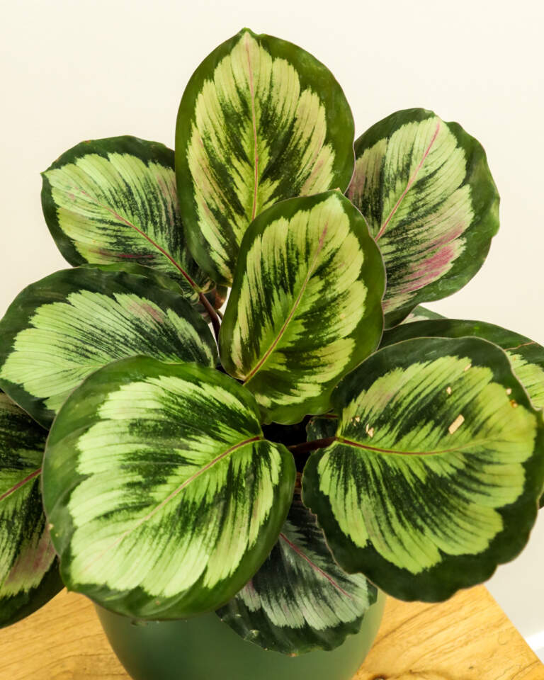 Calathea ‘Marion’ | PlantVine