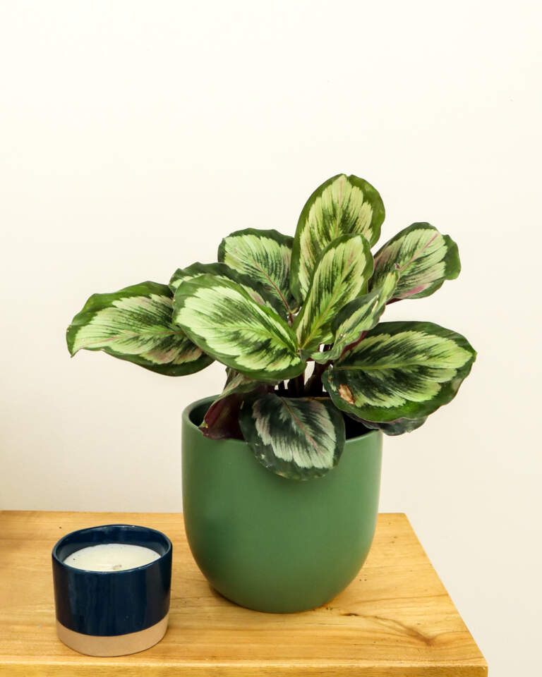 Calathea ‘Marion’, Prayer Plant | PlantVine
