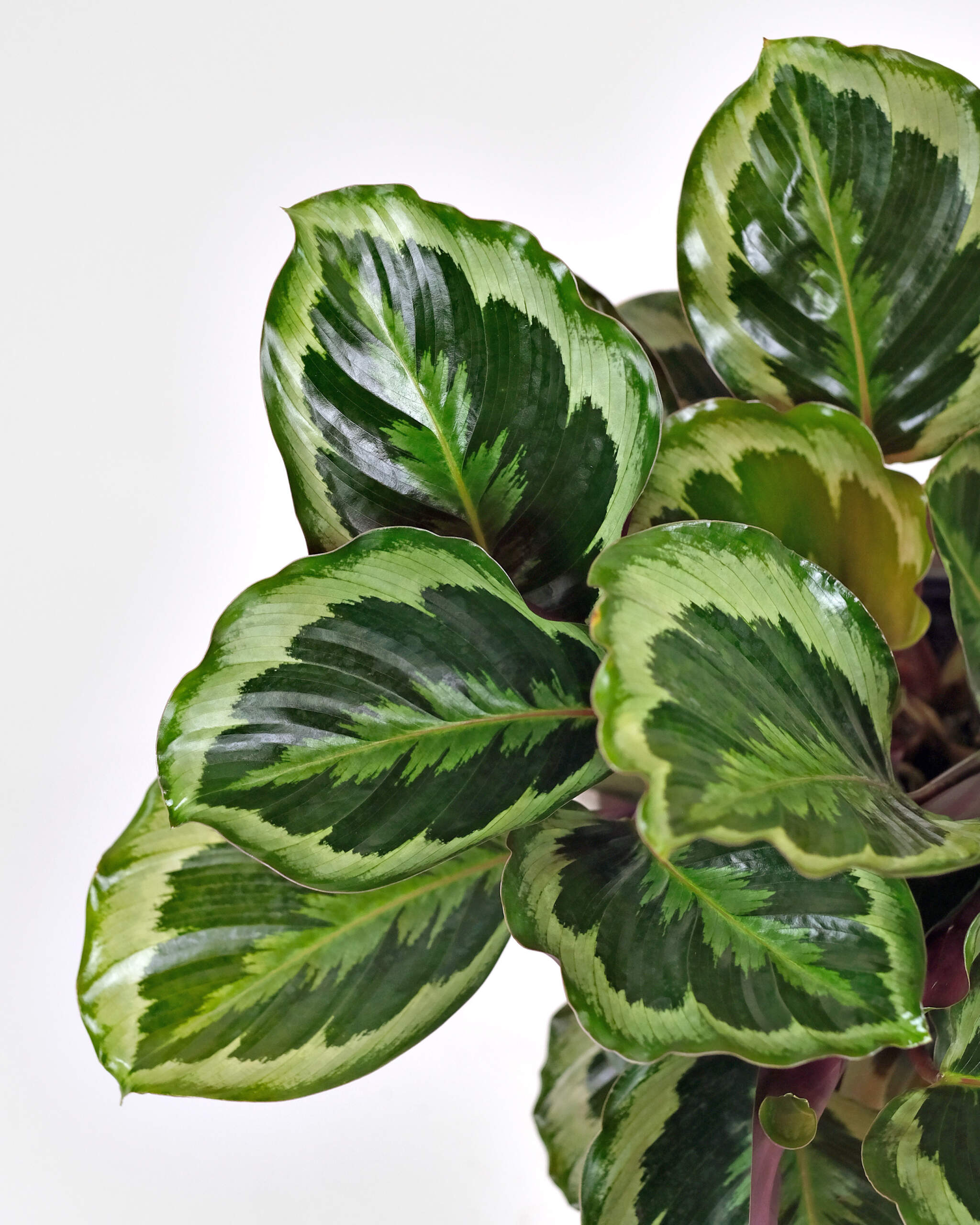 Calathea ‘Marion’ | PlantVine