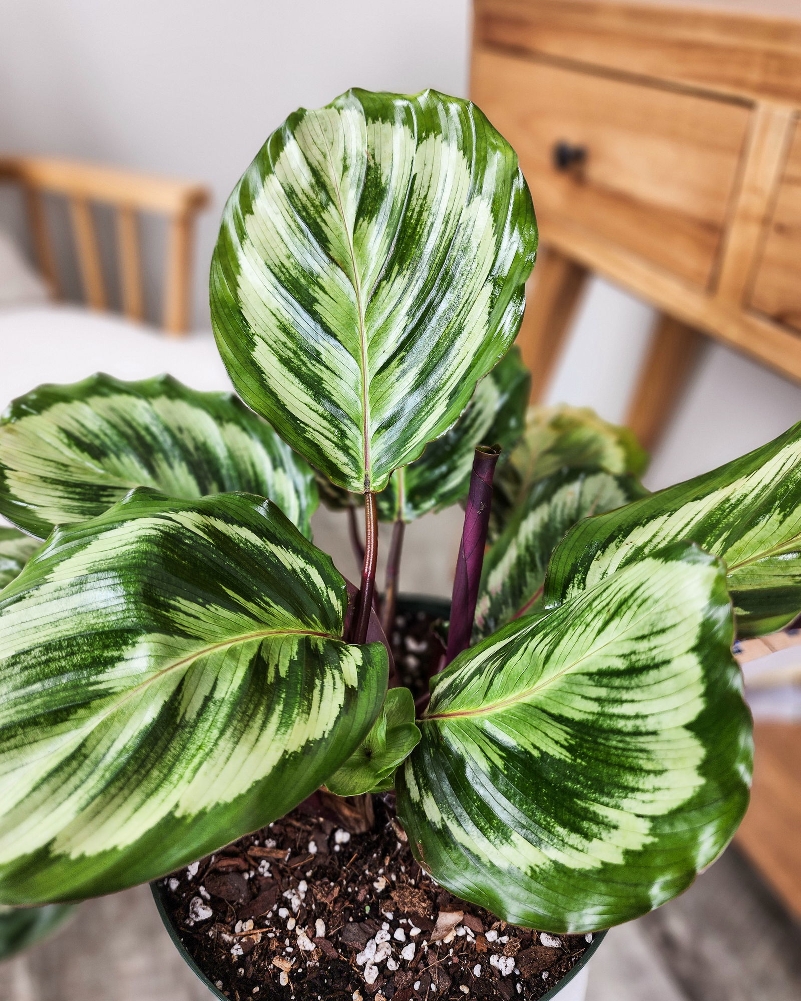 Calathea ‘Marion’ | PlantVine