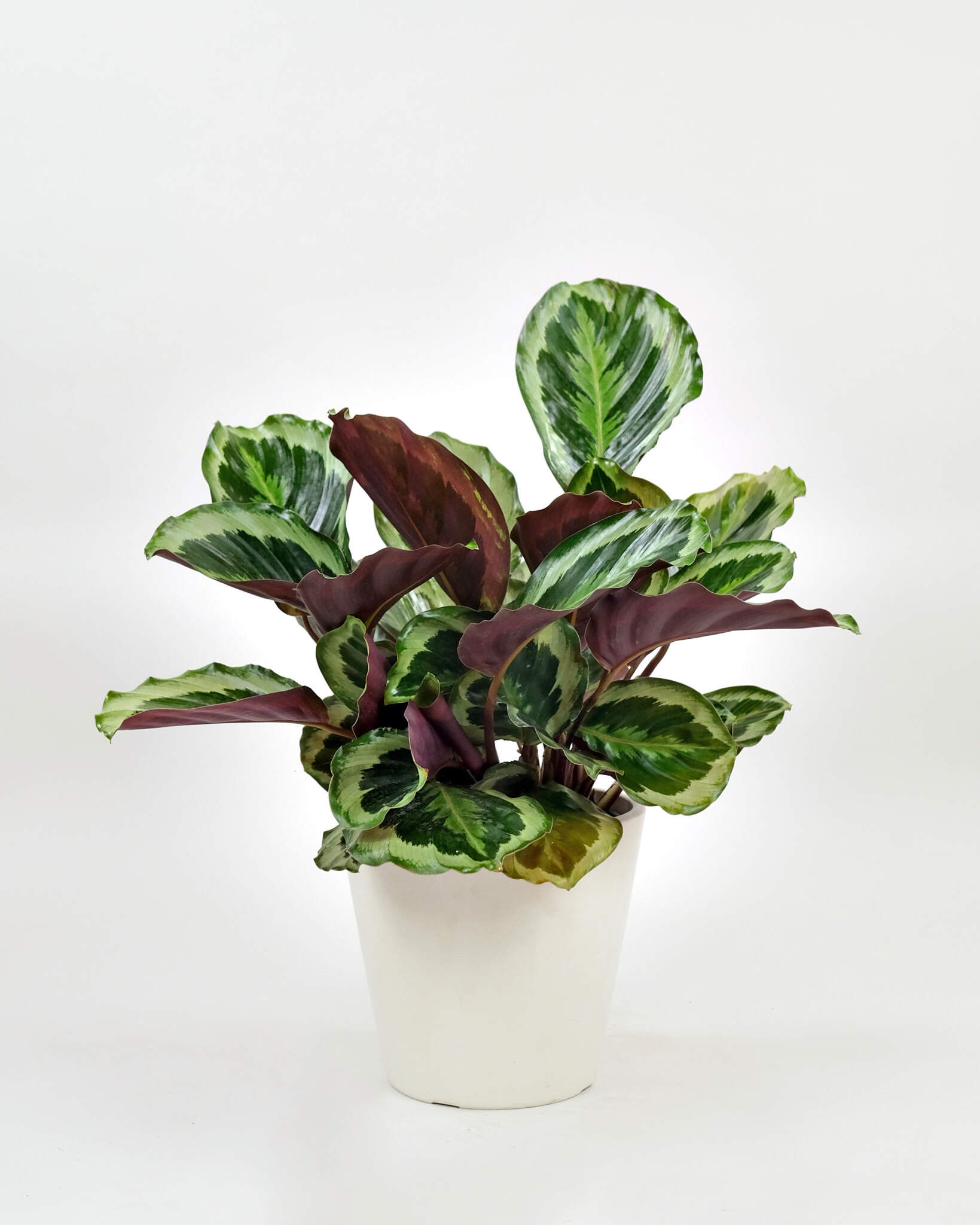 Calathea ‘Marion’ | PlantVine