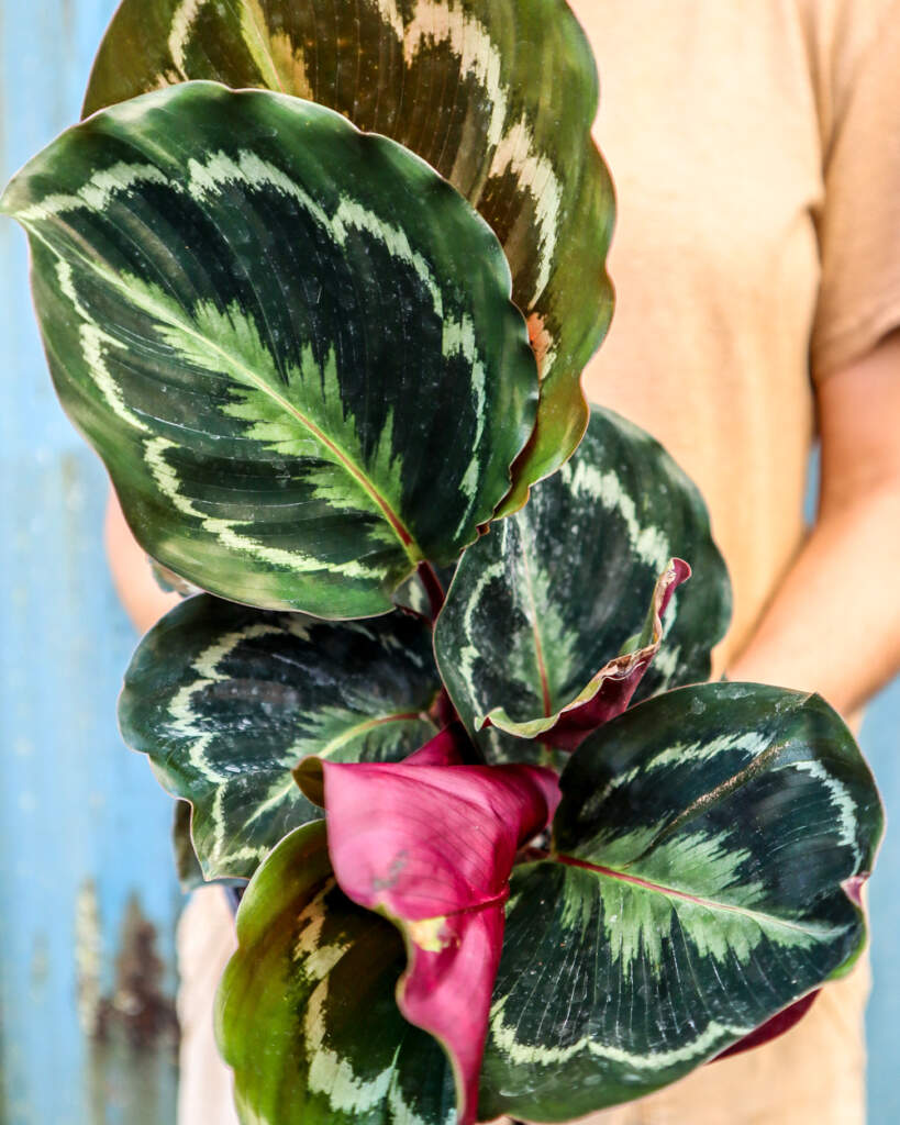 Calathea roseopicta ‘Medallion’, Rose Painted Calathea | PlantVine