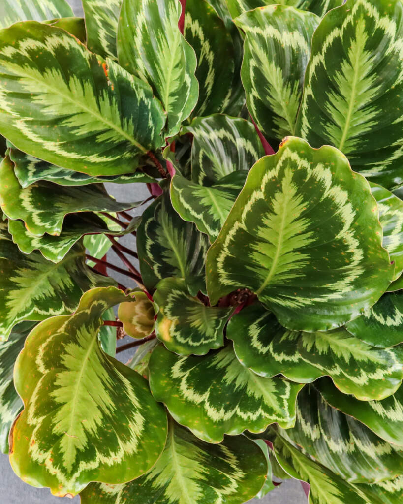 Calathea ‘Medallion’ | PlantVine