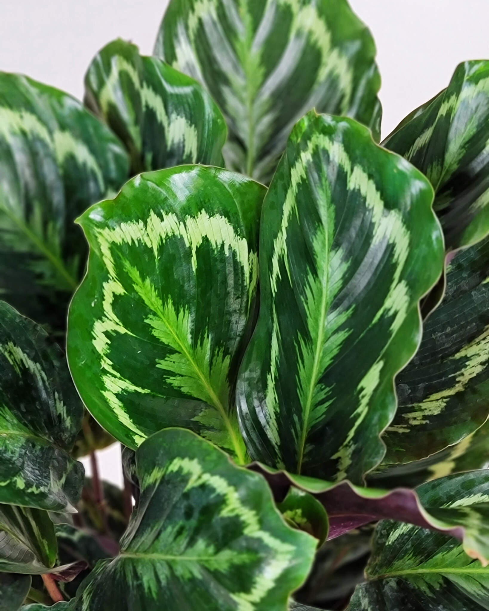 Calathea ‘Medallion’ | PlantVine