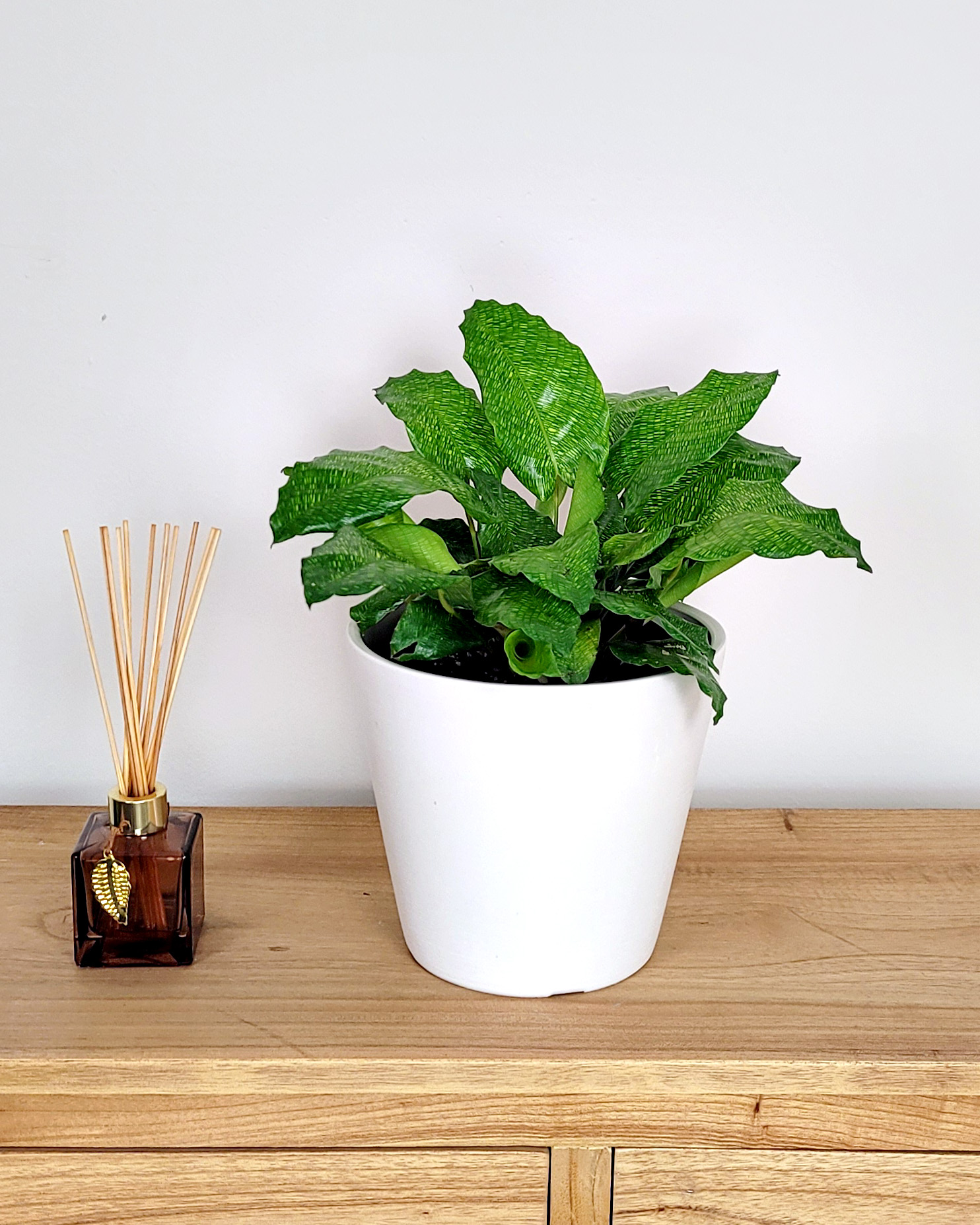 Calathea musaica | PlantVine