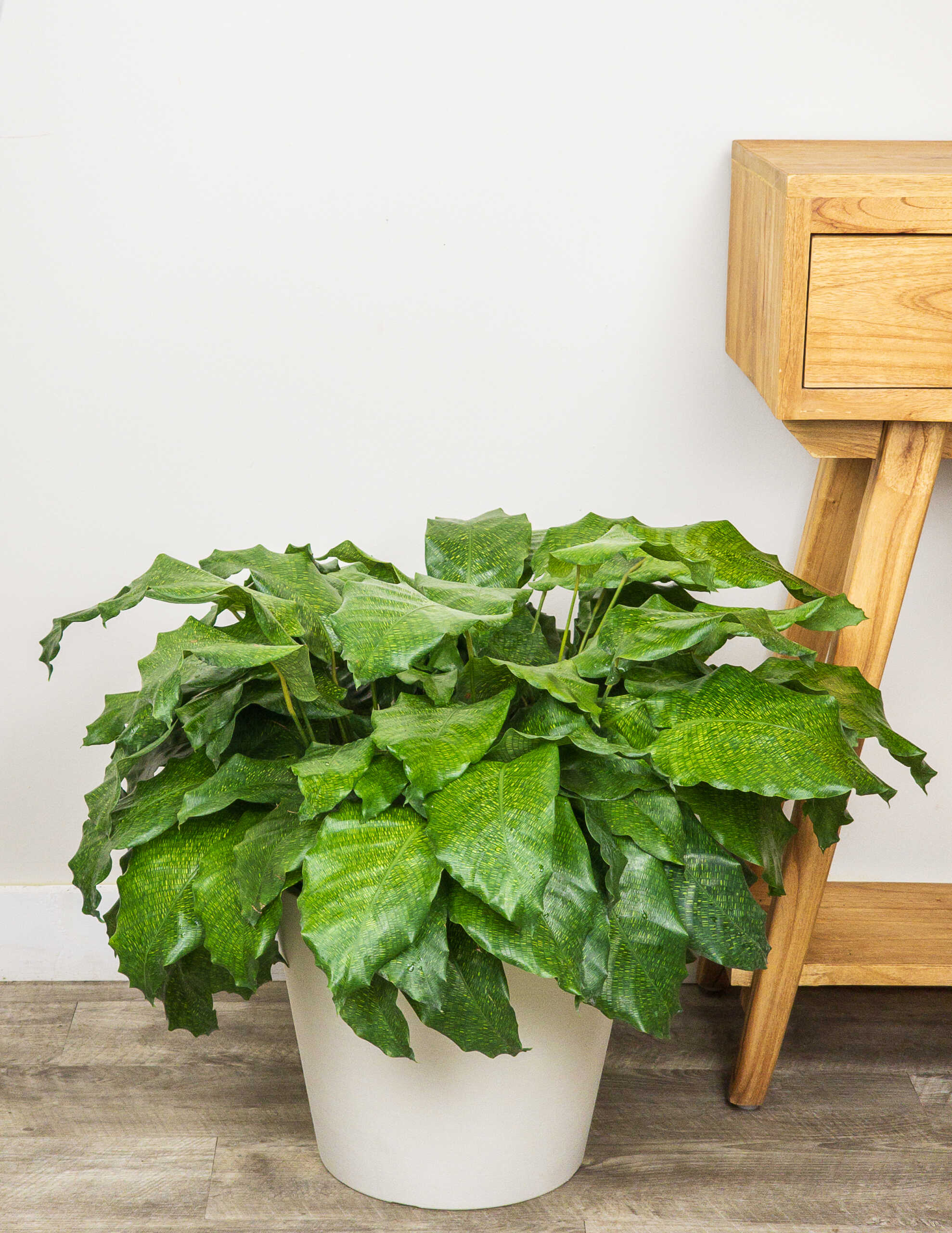 Calathea musaica | PlantVine