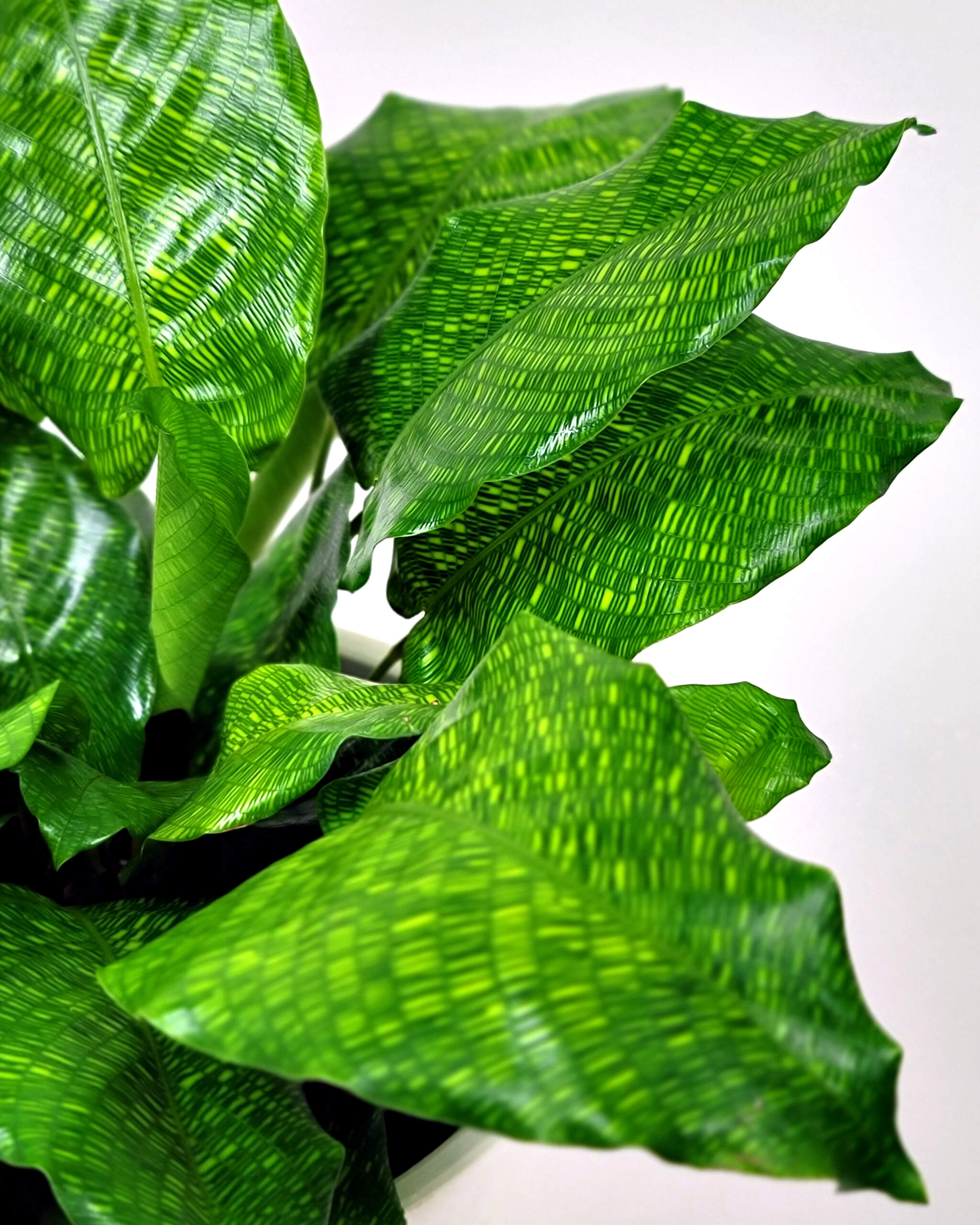 Calathea musaica | PlantVine