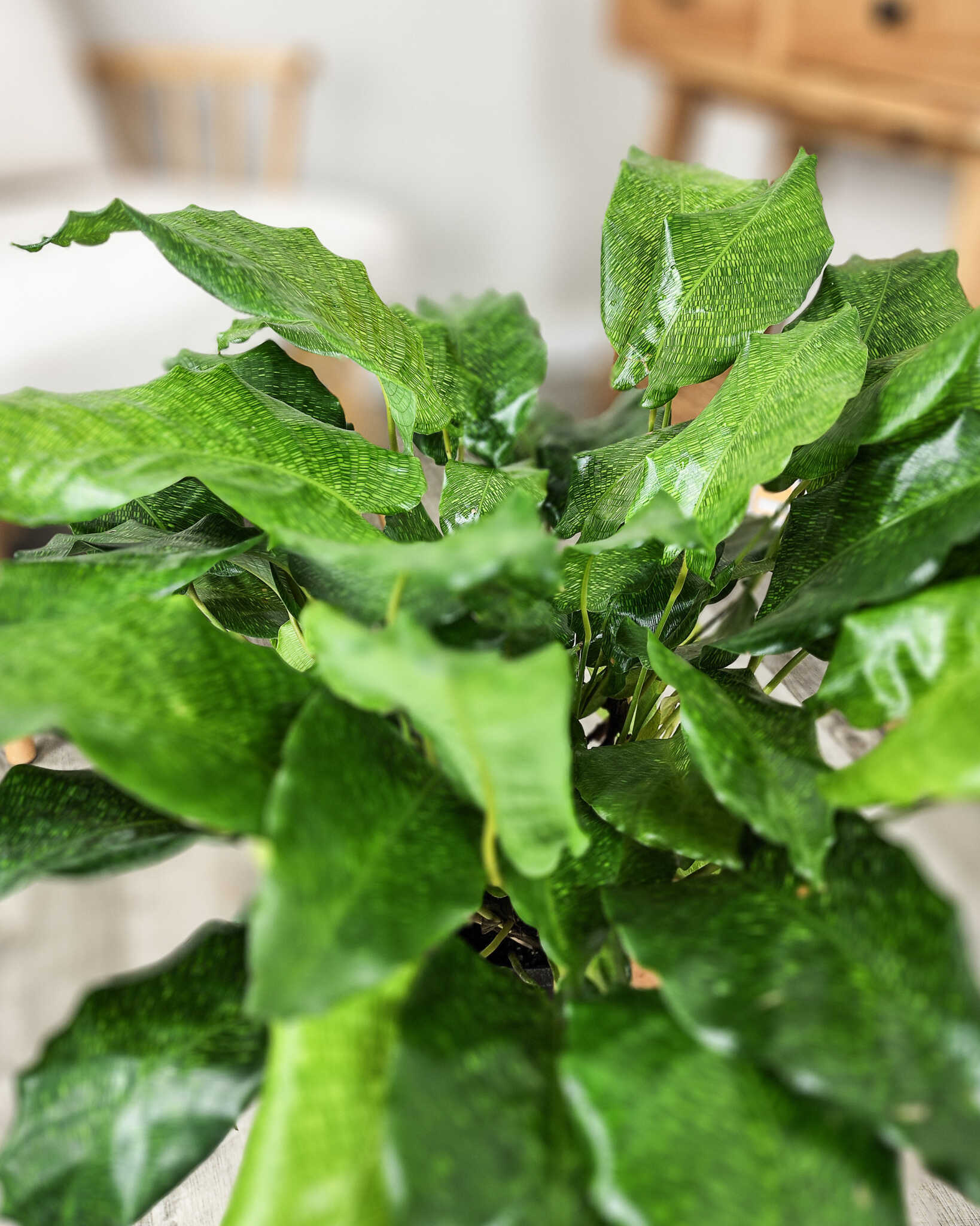 Calathea musaica | PlantVine