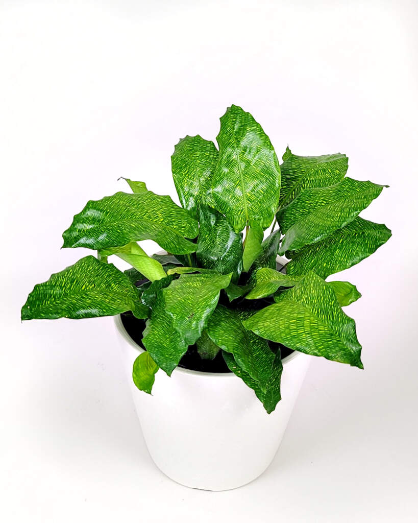 Calathea musaica | PlantVine