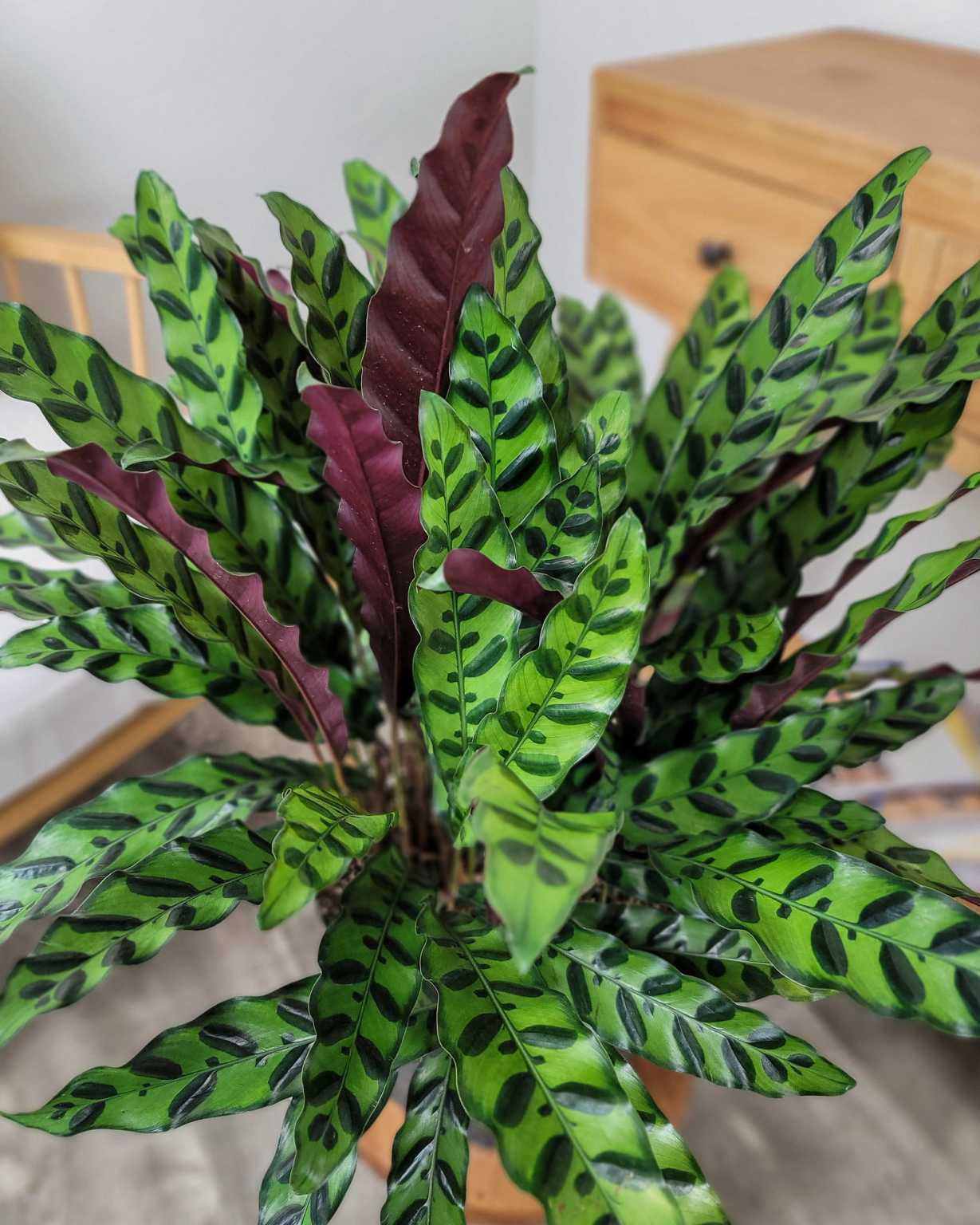 Order Calathea Lancifolia, Rattlesnake Plant Online | 10% OFF