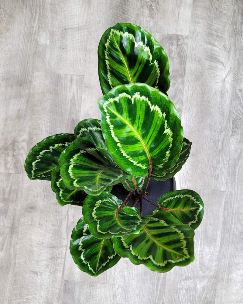 Calathea Varieties | PlantVine