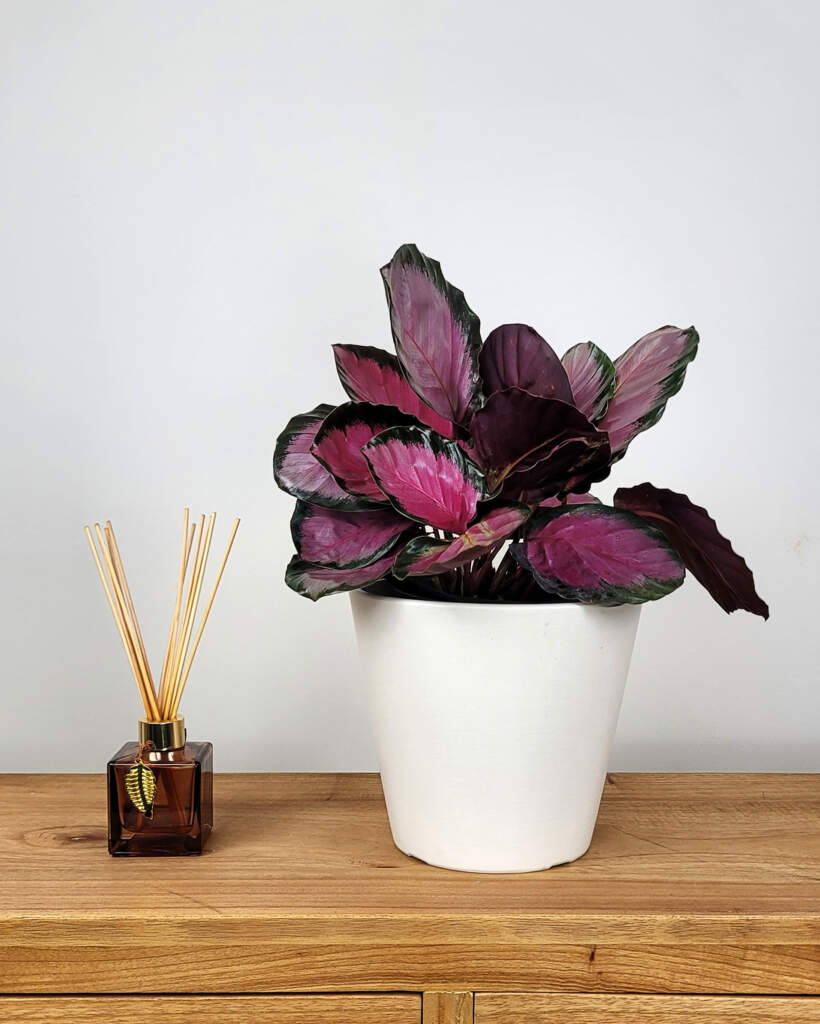Calathea ‘Rosy’ | PlantVine