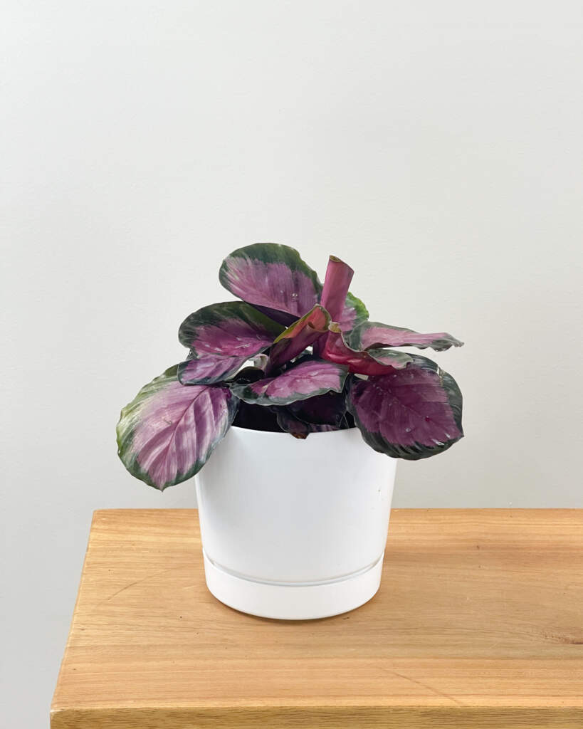 Calathea Rosy | PlantVine