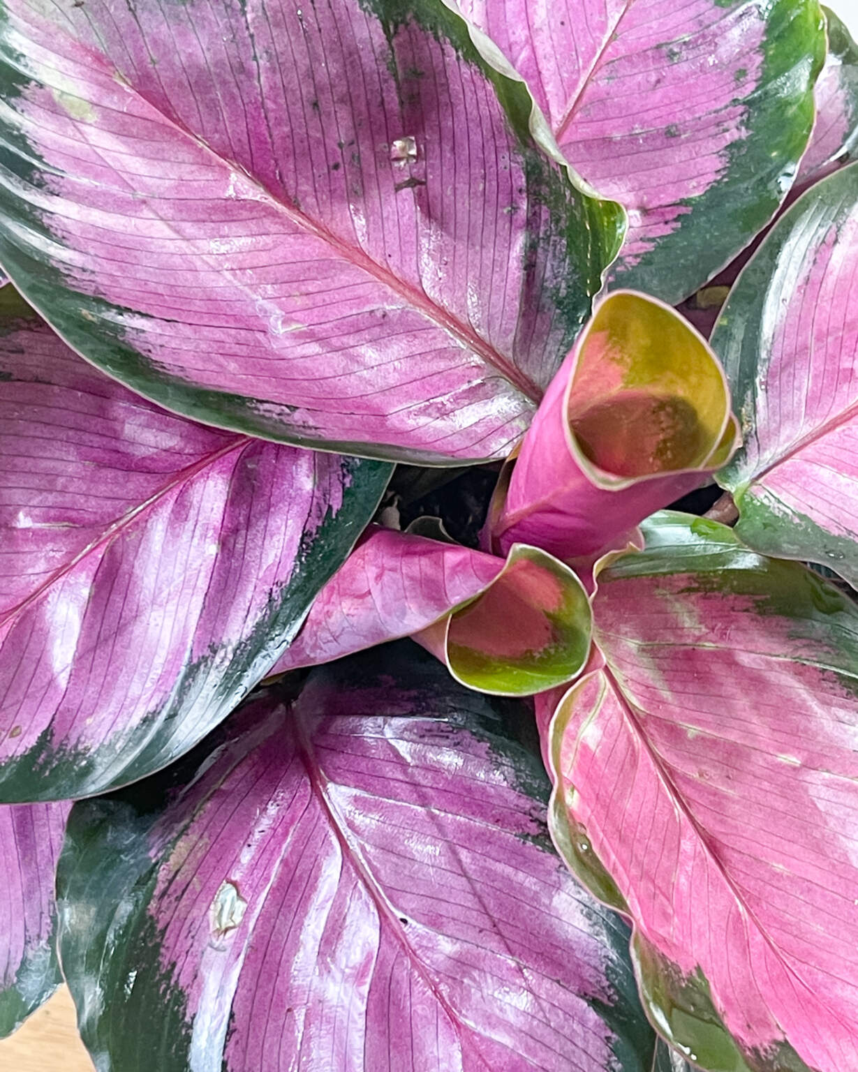 Calathea ‘Rosy’ | PlantVine