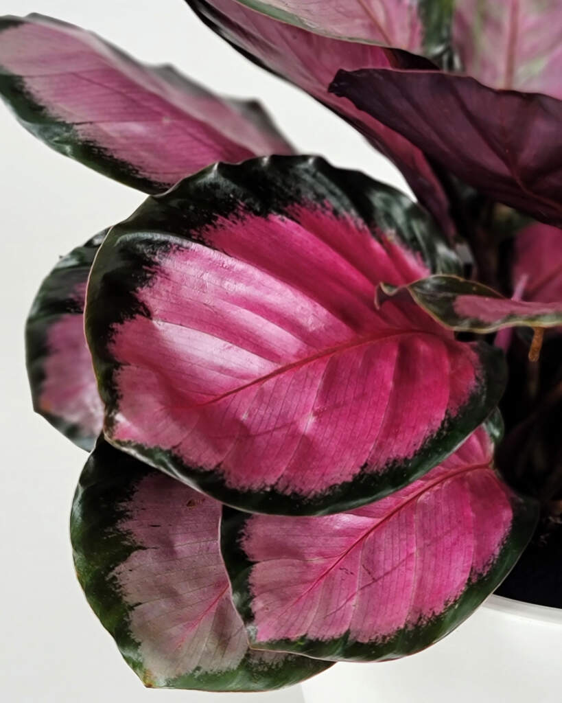Calathea ‘Rosy’ | PlantVine
