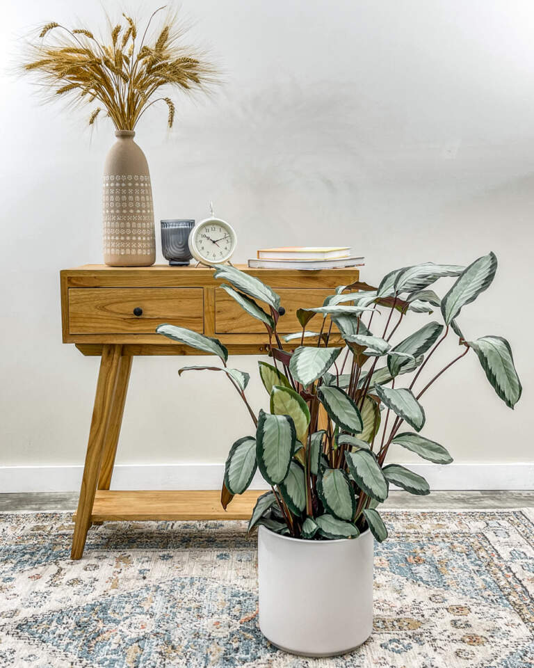 Calathea ‘Royal Standard’, Prayer Plant | PlantVine