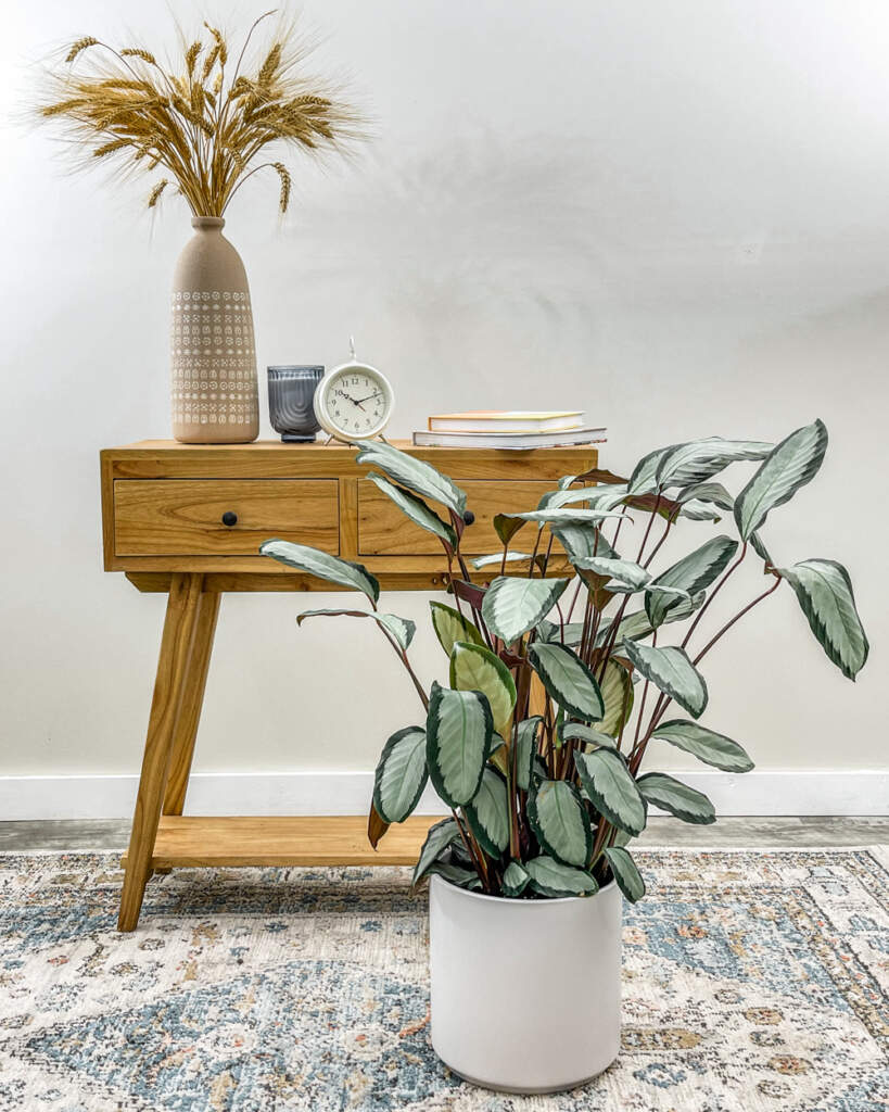 Calathea ‘Royal Standard’, Prayer Plant | PlantVine