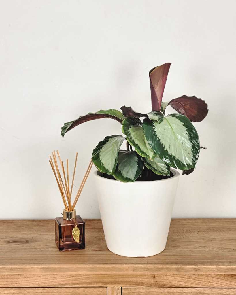 Calathea ‘Royal Standard’, Prayer Plant | PlantVine