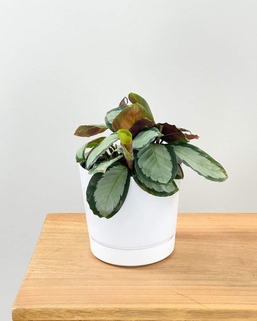 Calathea ‘Royal Standard’, Prayer Plant | PlantVine