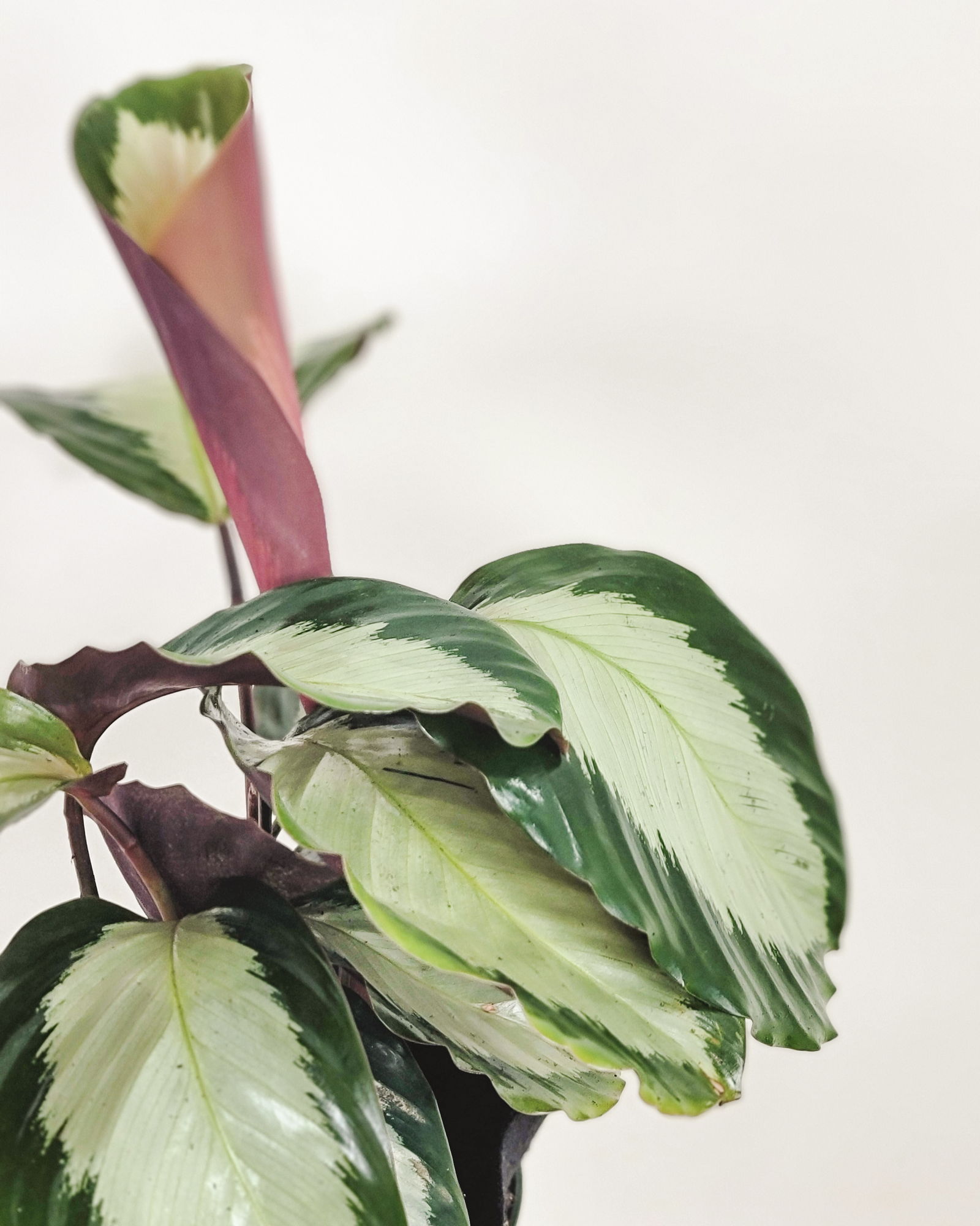 Calathea ‘Royal Standard’, Prayer Plant | PlantVine