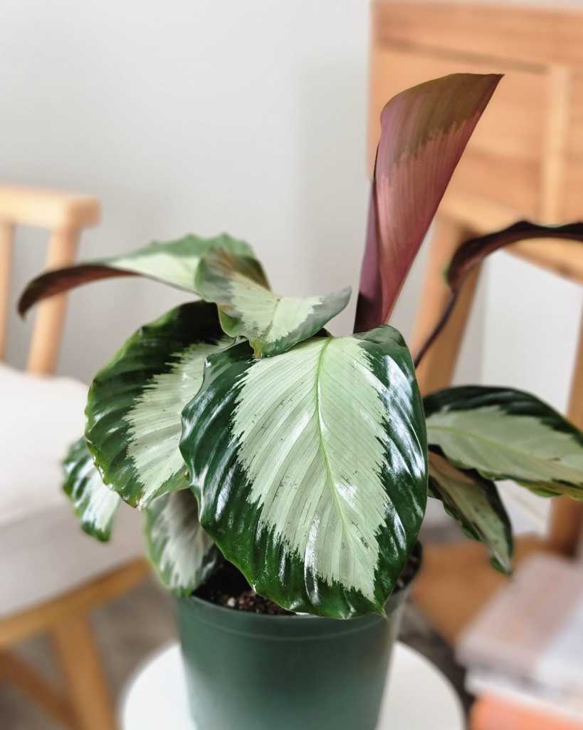 Calathea ‘Royal Standard’, Prayer Plant | PlantVine