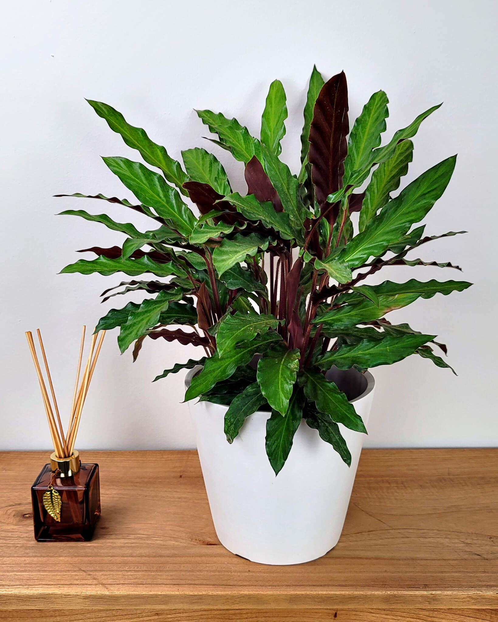Calathea Rufibarba | PlantVine