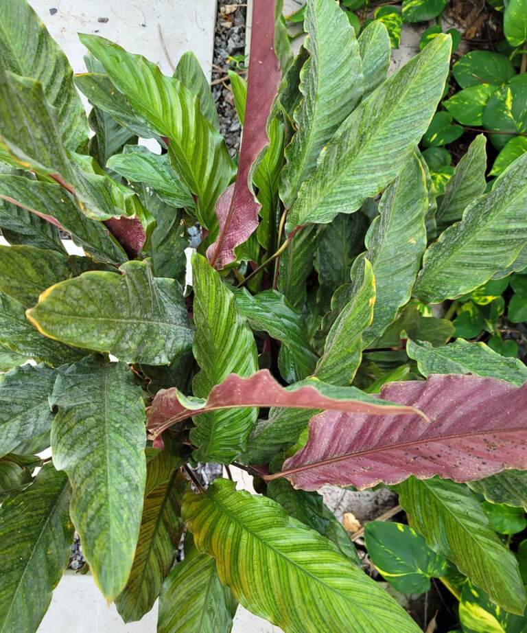 Calathea Rufibarba | PlantVine